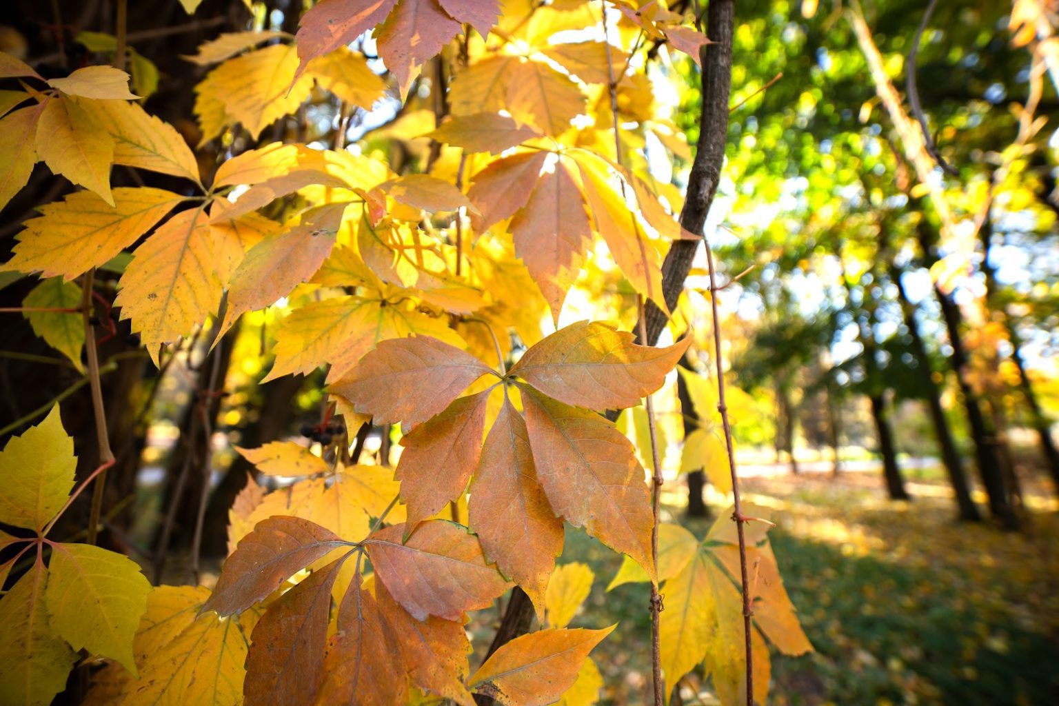 Increase Your Property Value with These 11 Trees | Pevach Corp Alberta