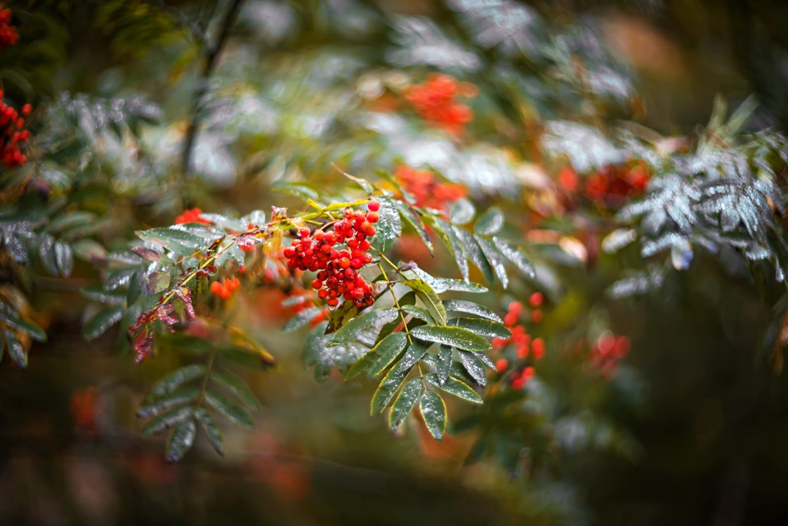 Increase Your Property Value with These 11 Trees | Pevach Corp Alberta