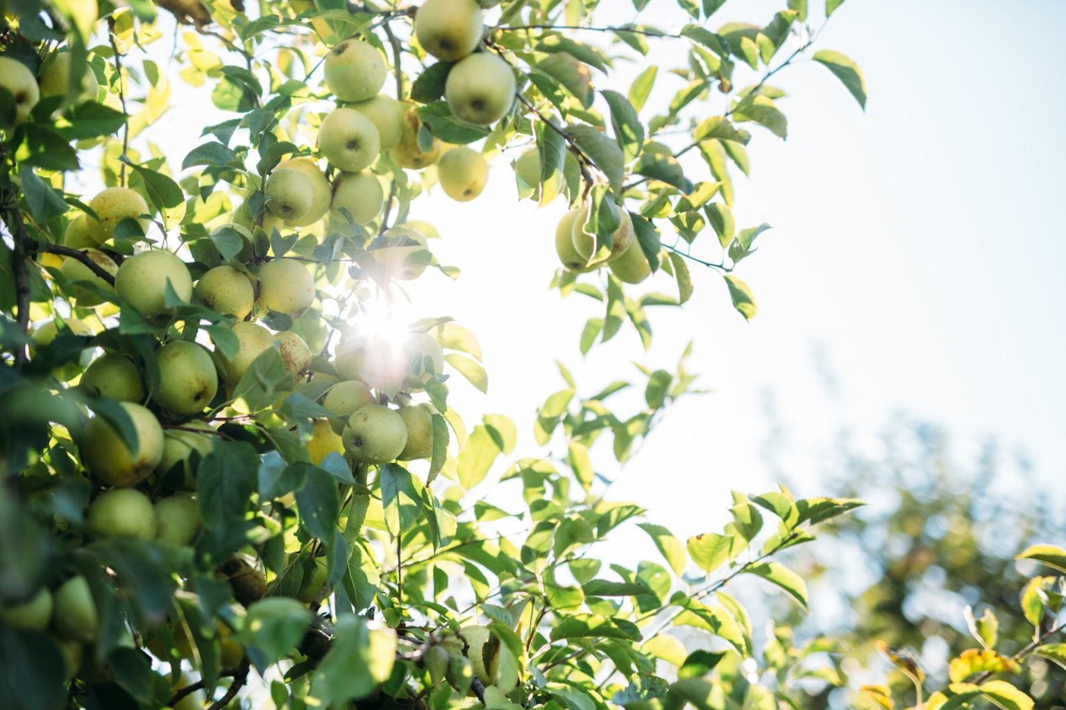 Increase Your Property Value with These 11 Trees | Pevach Corp Alberta