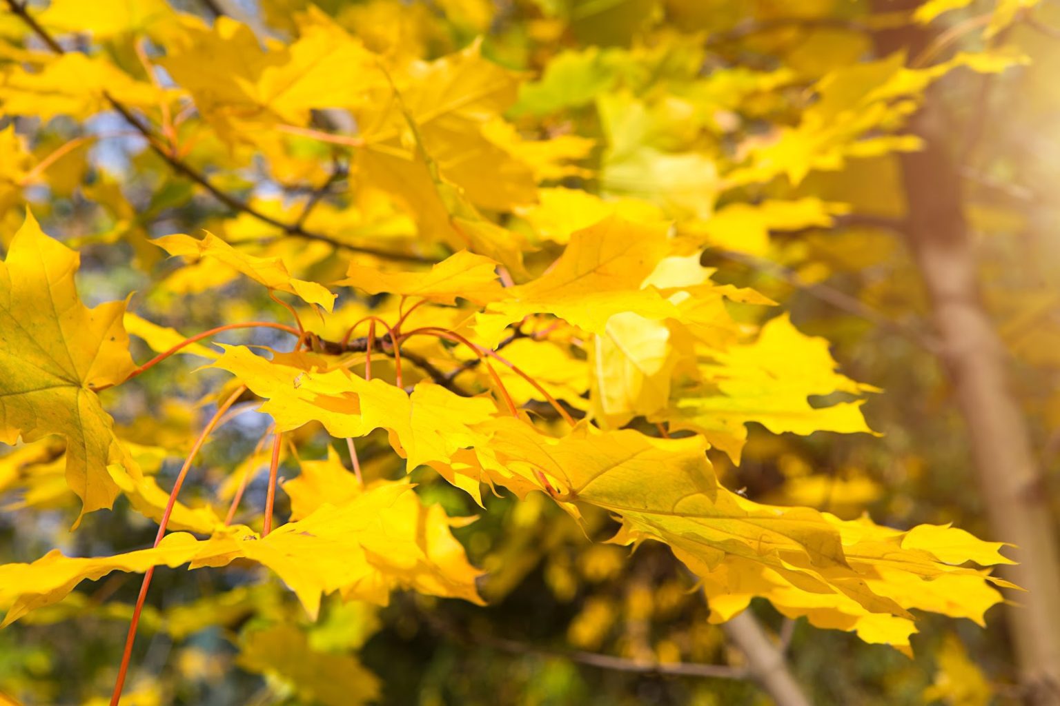Increase Your Property Value with These 11 Trees | Pevach Corp Alberta