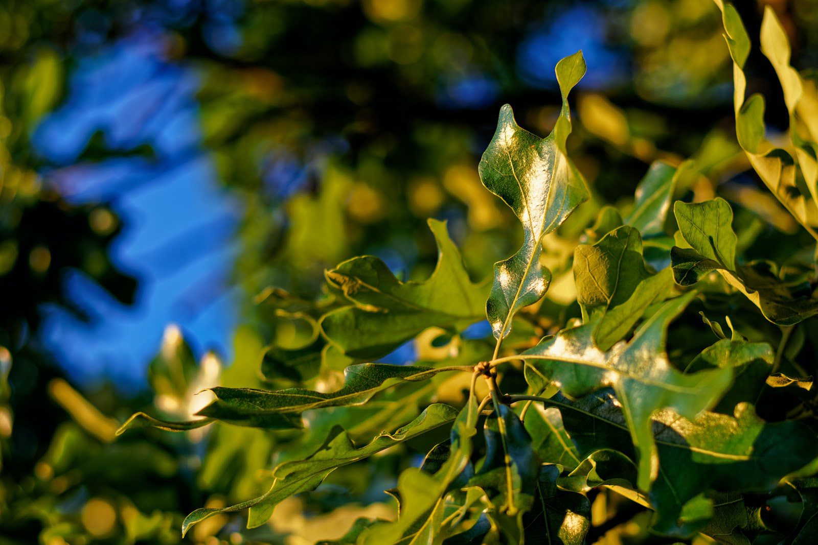 Increase Your Property Value with These 11 Trees | Pevach Corp Alberta