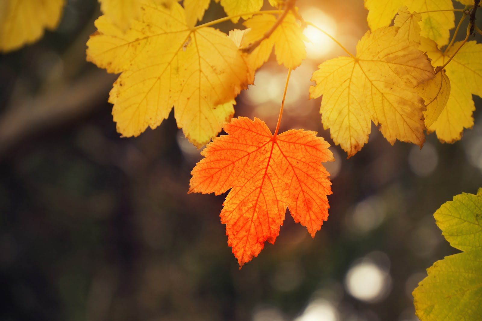 Increase Your Property Value with These 11 Trees | Pevach Corp Alberta