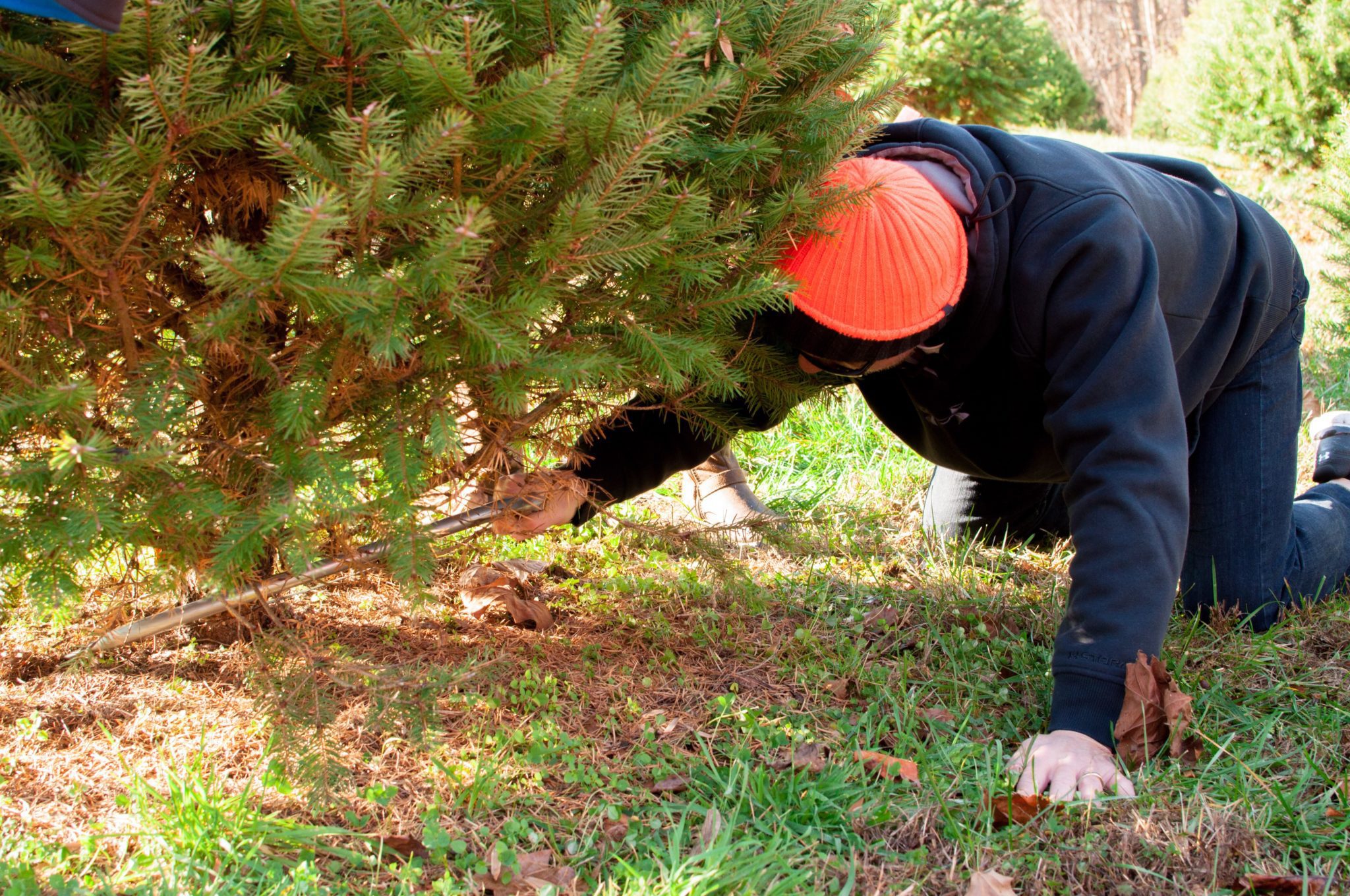 Do I Need a Permit to Cut Down a Tree on my Property? - Pevach Corp
