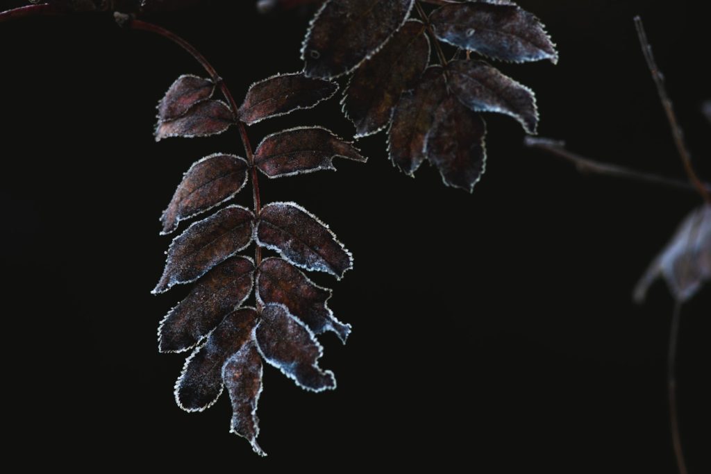 How to Identify a Tree in Alberta: Tips & Tricks from an Arborist ...