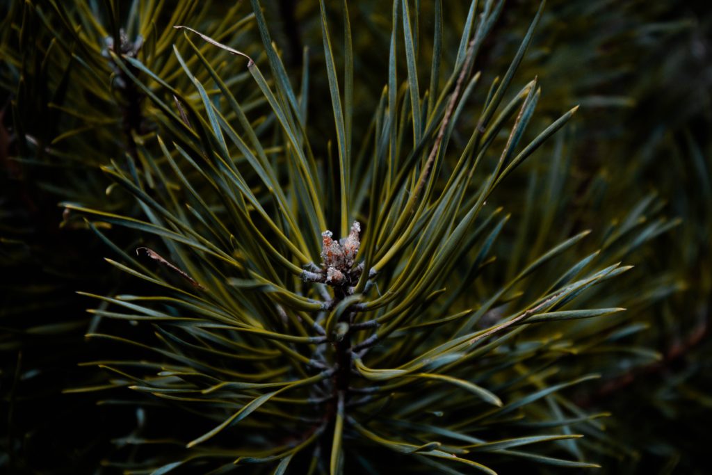 How to Identify a Tree in Alberta: Tips & Tricks from an Arborist ...