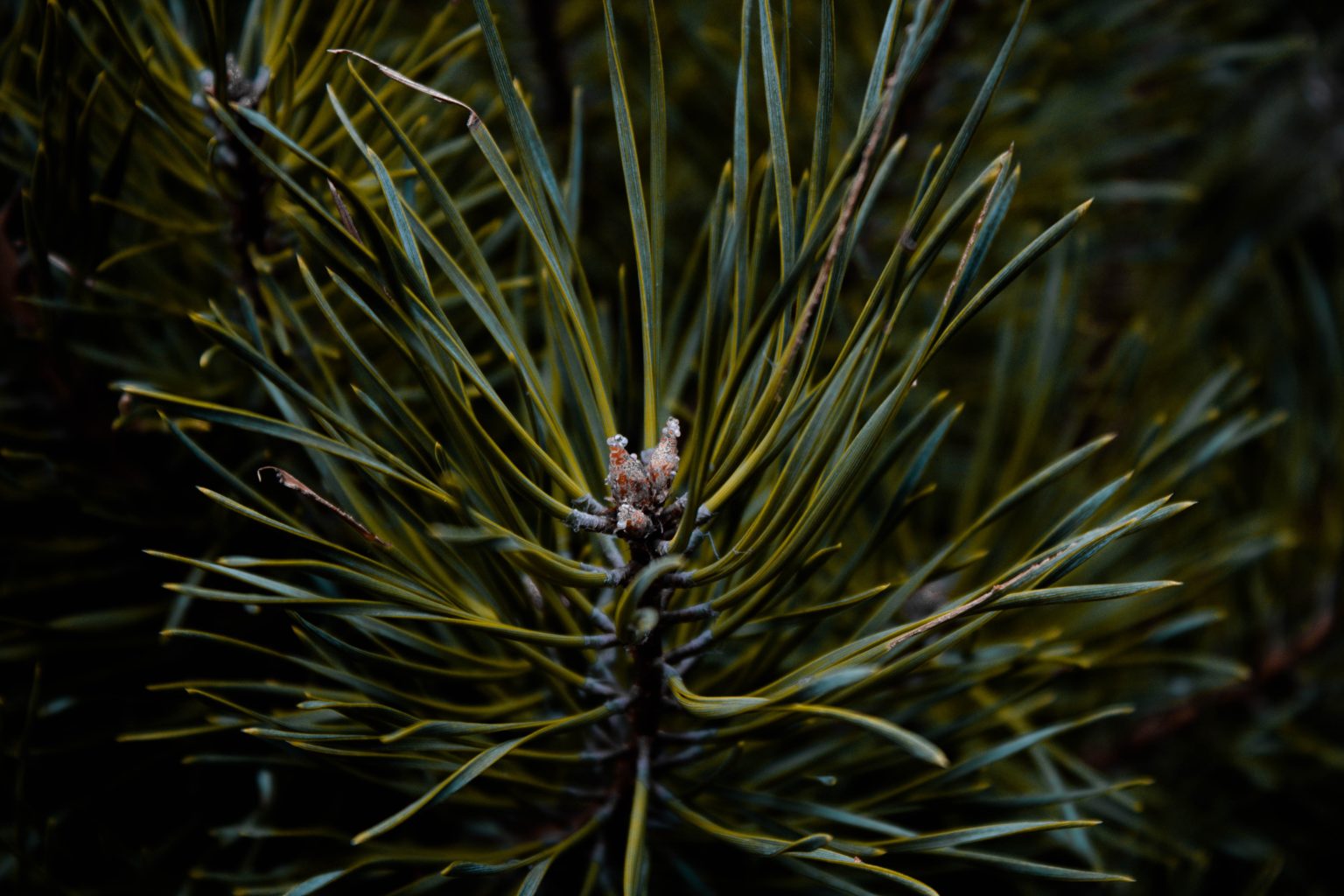 How to Identify a Tree in Alberta: Tips & Tricks from an Arborist ...