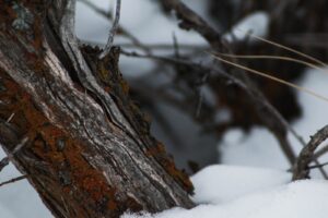 How to Identify a Tree in Alberta: Tips & Tricks from an Arborist ...