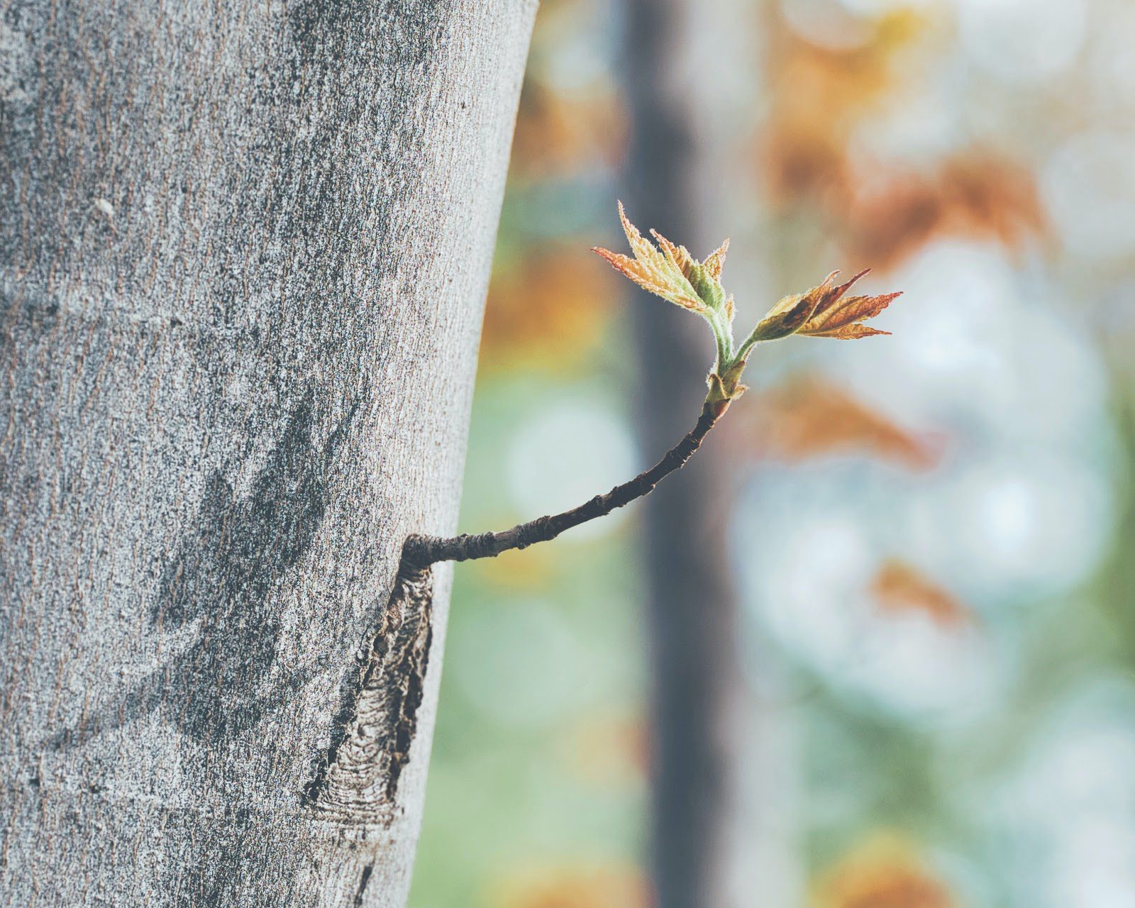 How to Identify a Tree in Alberta: Tips & Tricks from an Arborist ...