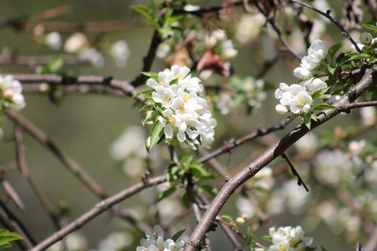 How to Identify a Tree in Alberta: Tips & Tricks from an Arborist ...