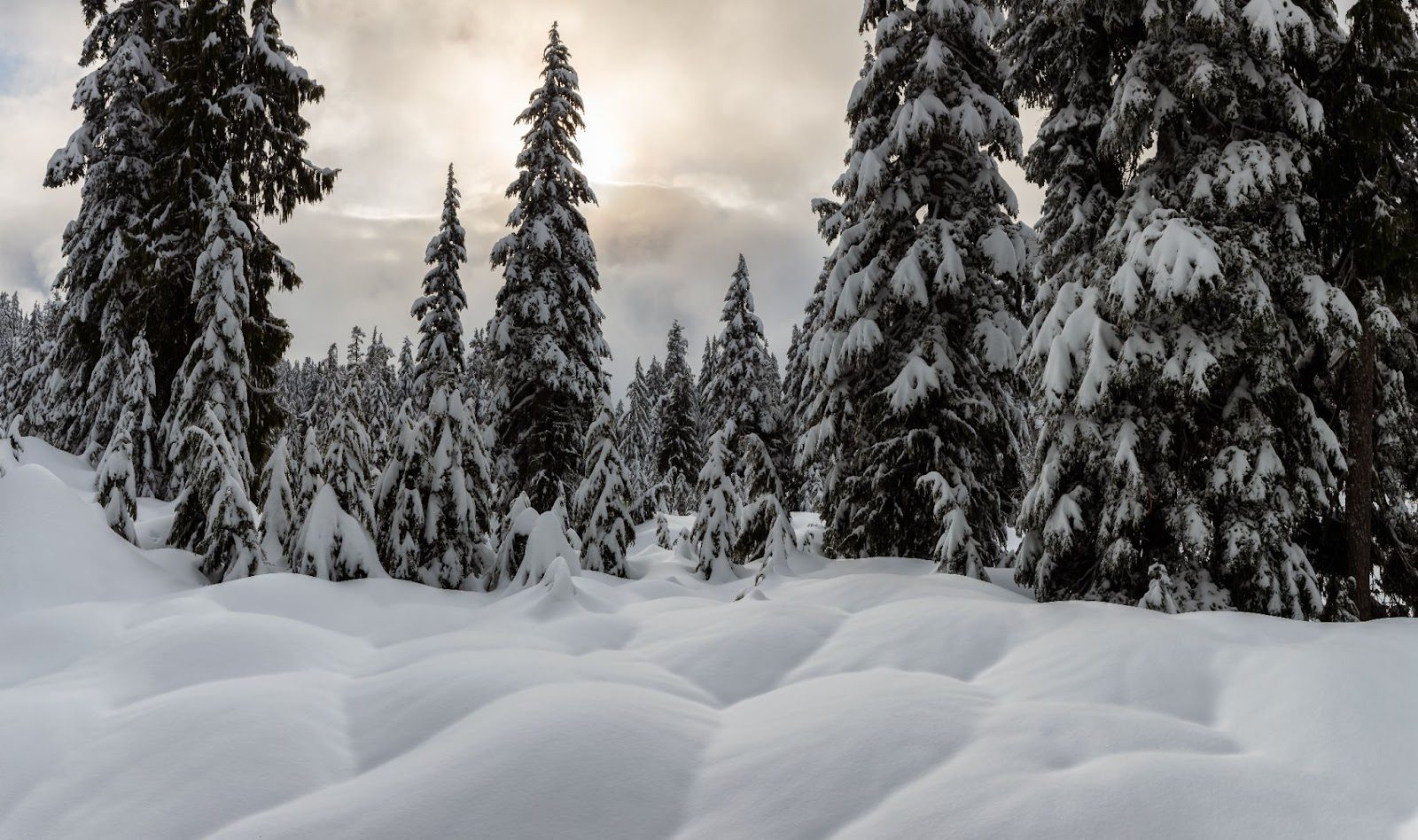 Everything You Need to Know About Growing a Balsam Fir- Pevach Corp