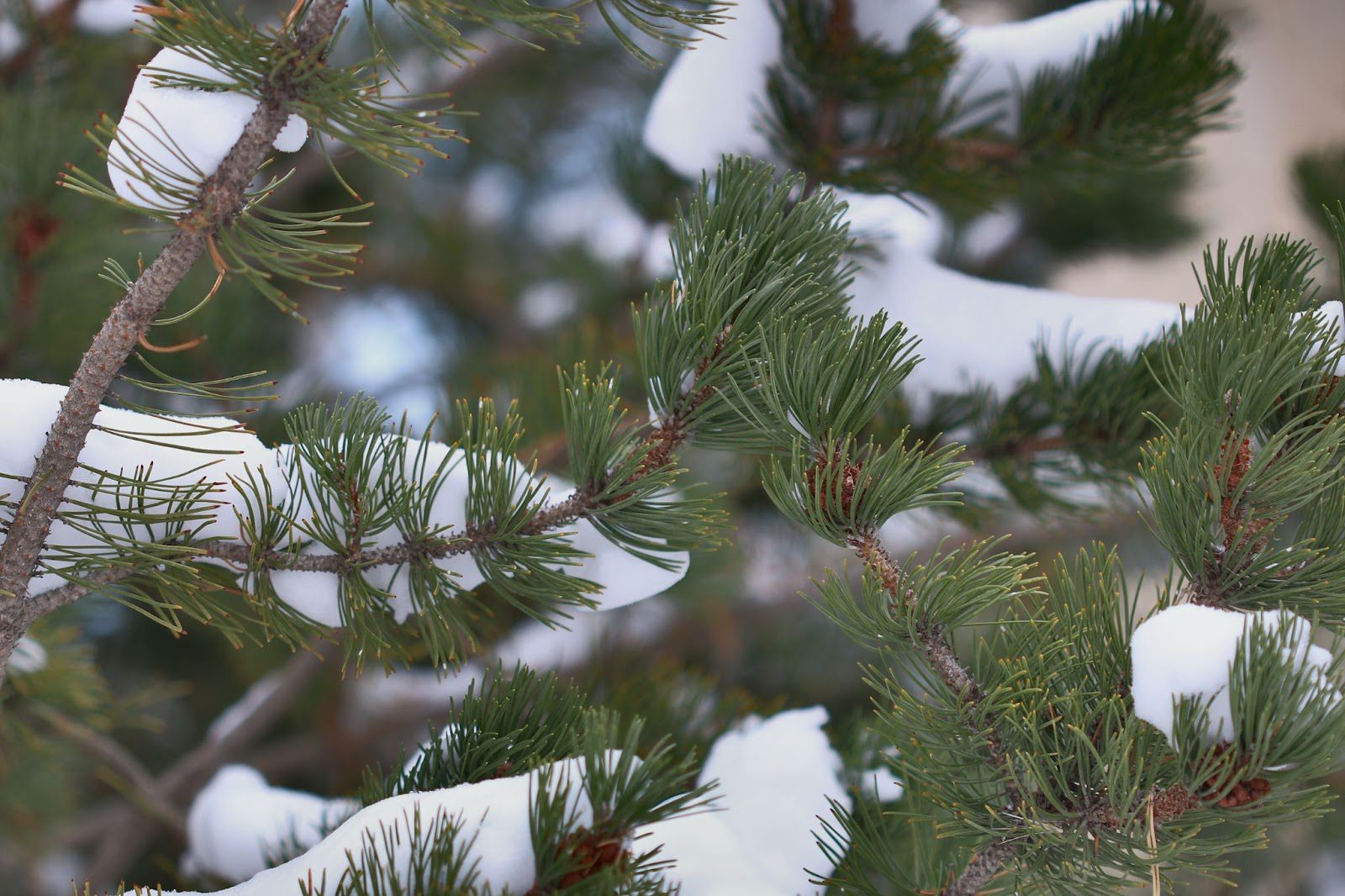 Everything You Need to Know About Growing a Balsam Fir- Pevach Corp