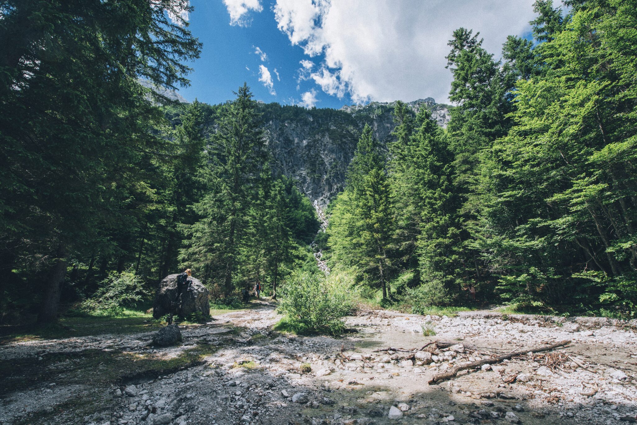 Everything You Need to Know About Growing a Balsam Fir- Pevach Corp