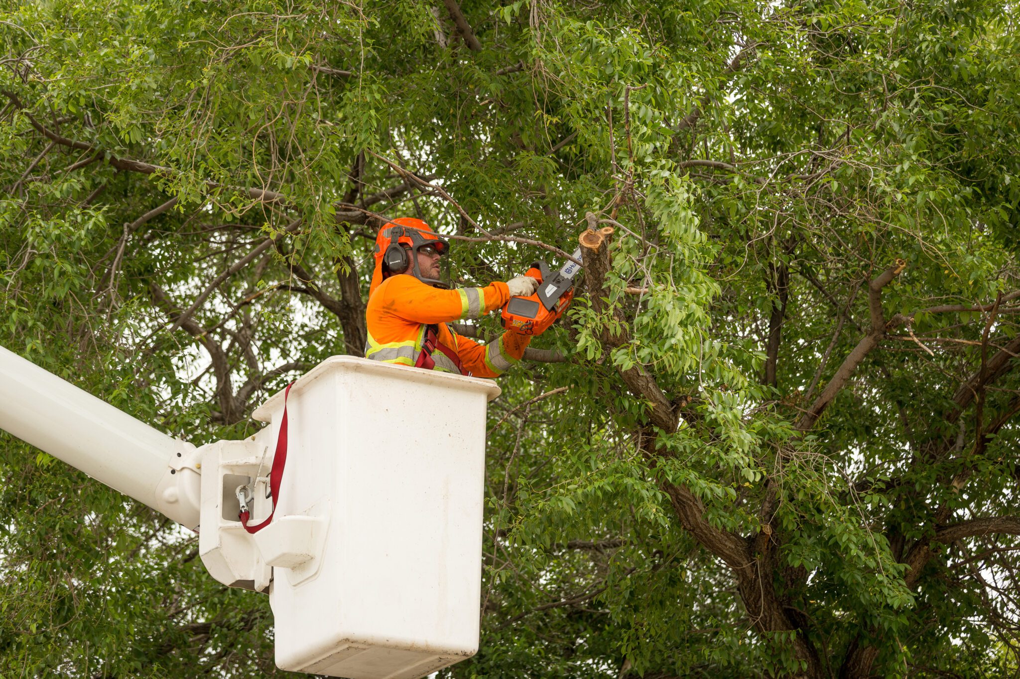 Ultimate Tree Pruning Guide: Tips for Healthy Growth