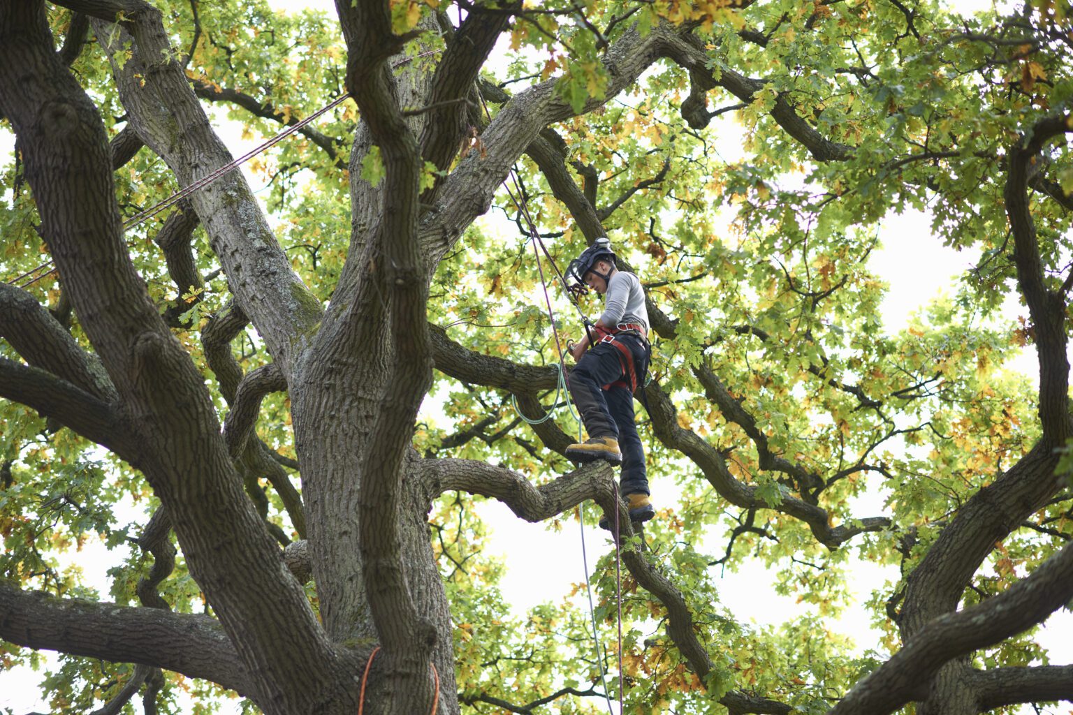 Ultimate Tree Pruning Guide: Tips for Healthy Growth