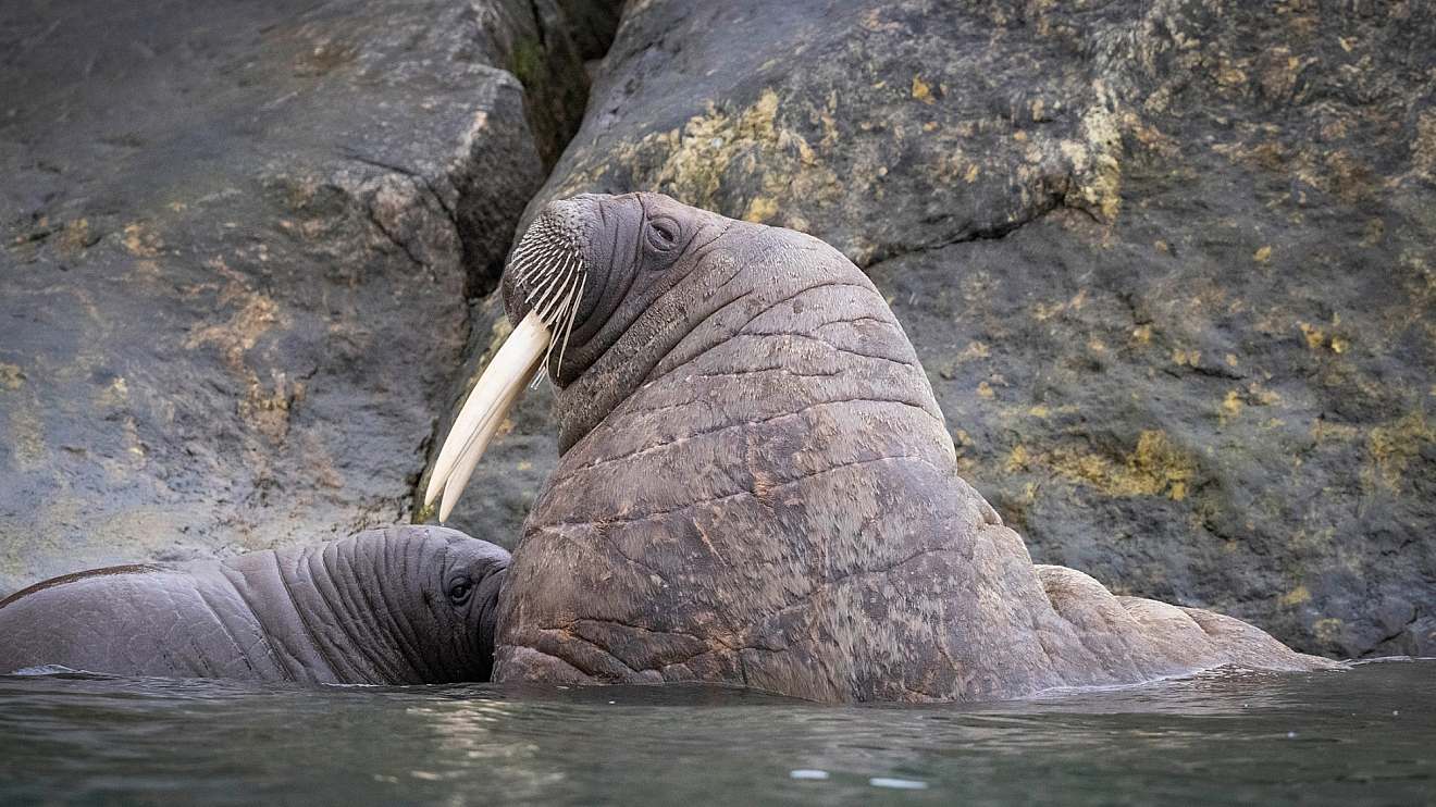 The Nunas: An Introduction to the Four Inuit Homelands in Canada ...