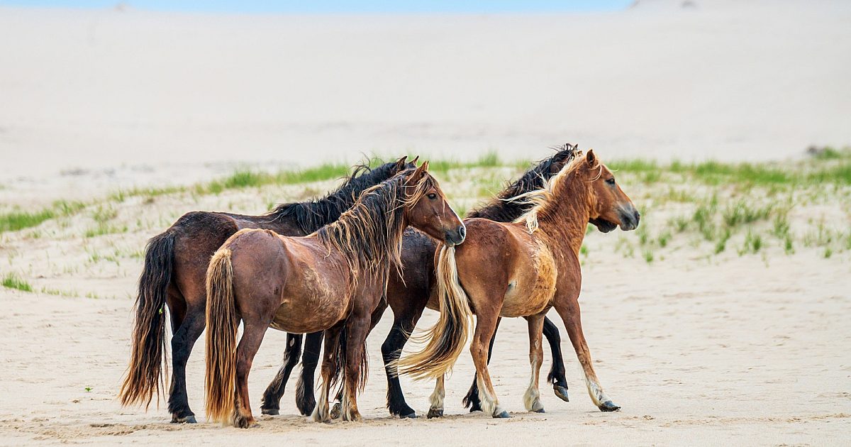 Sable Island: Wild Horses and Outpost Legacy - Small-Ship Expedition ...