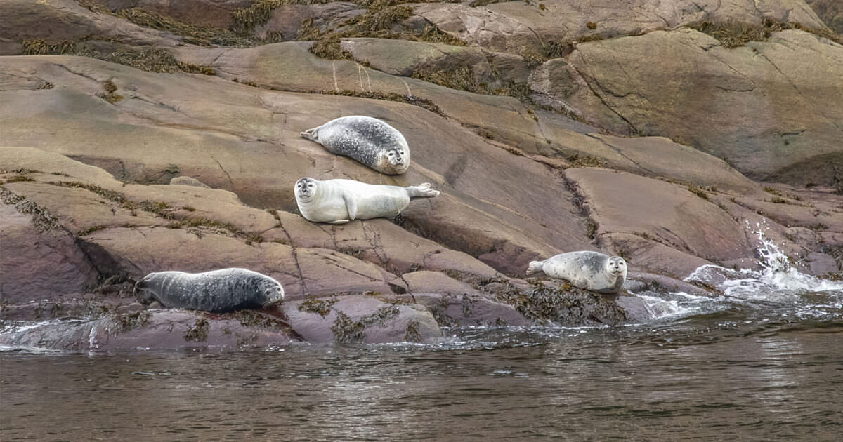 Seals of Atlantic Canada and the Arctic: Five Fin-Footed Friends to ...