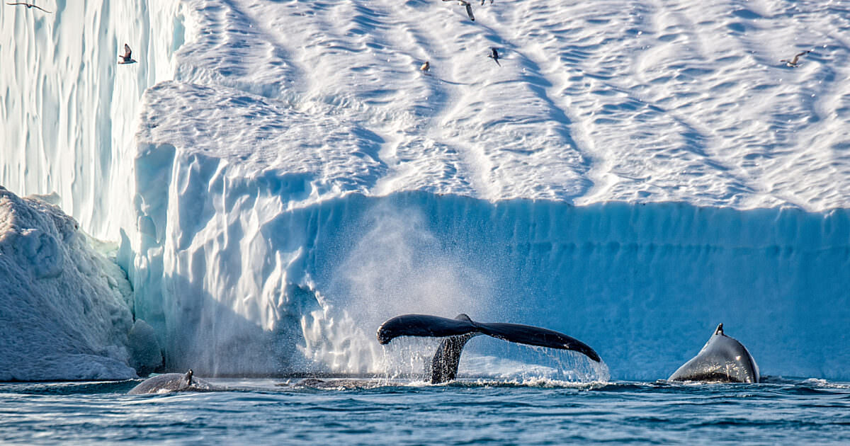 High Arctic Explorer's Top Ten Wonders | Adventure Canada