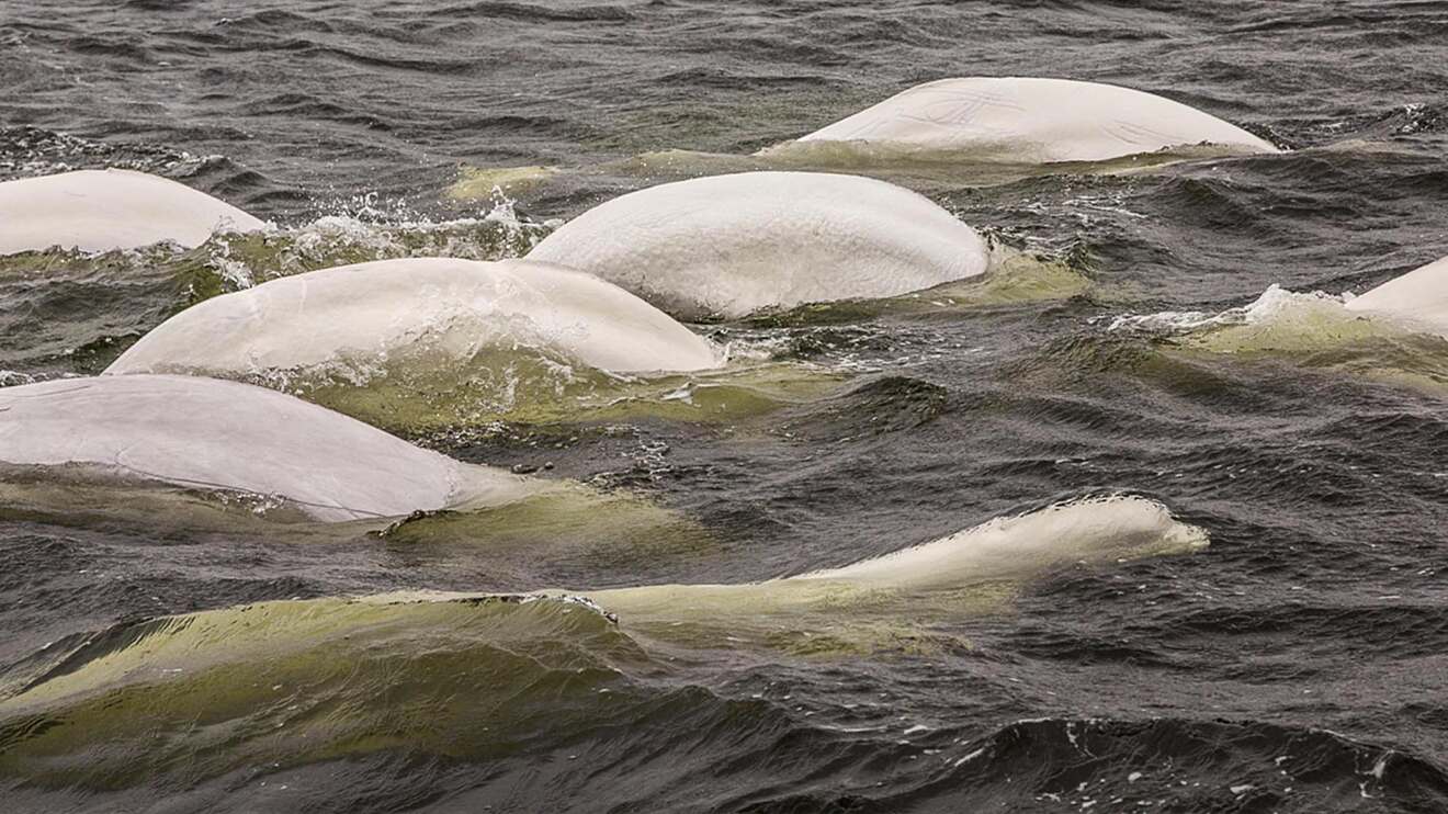 Belugas: Iconic White Whales of the Arctic | Adventure Canada