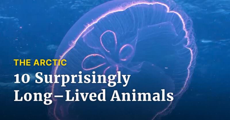 Longest Thing In The World