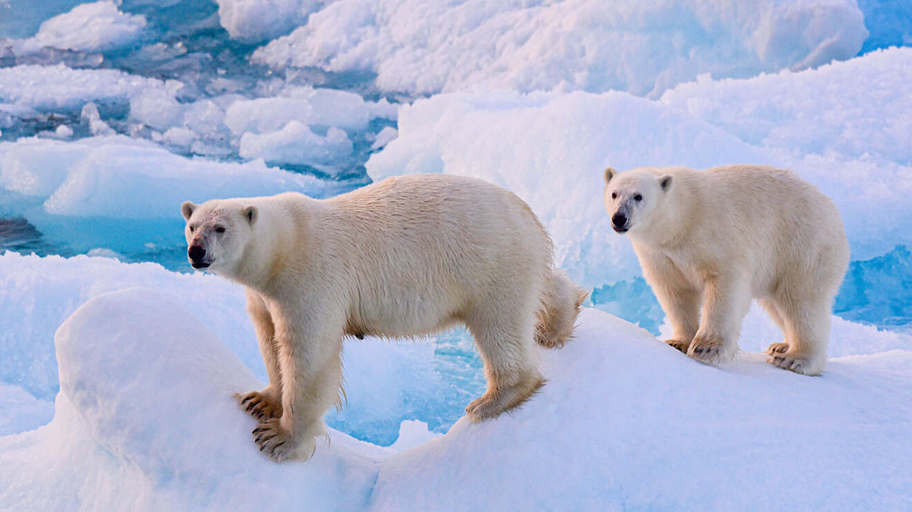 Six Arctic Foods & Beverages You Don't Want to Miss | Adventure Canada