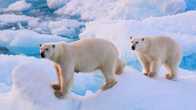 Polar Bears | Adventure Canada