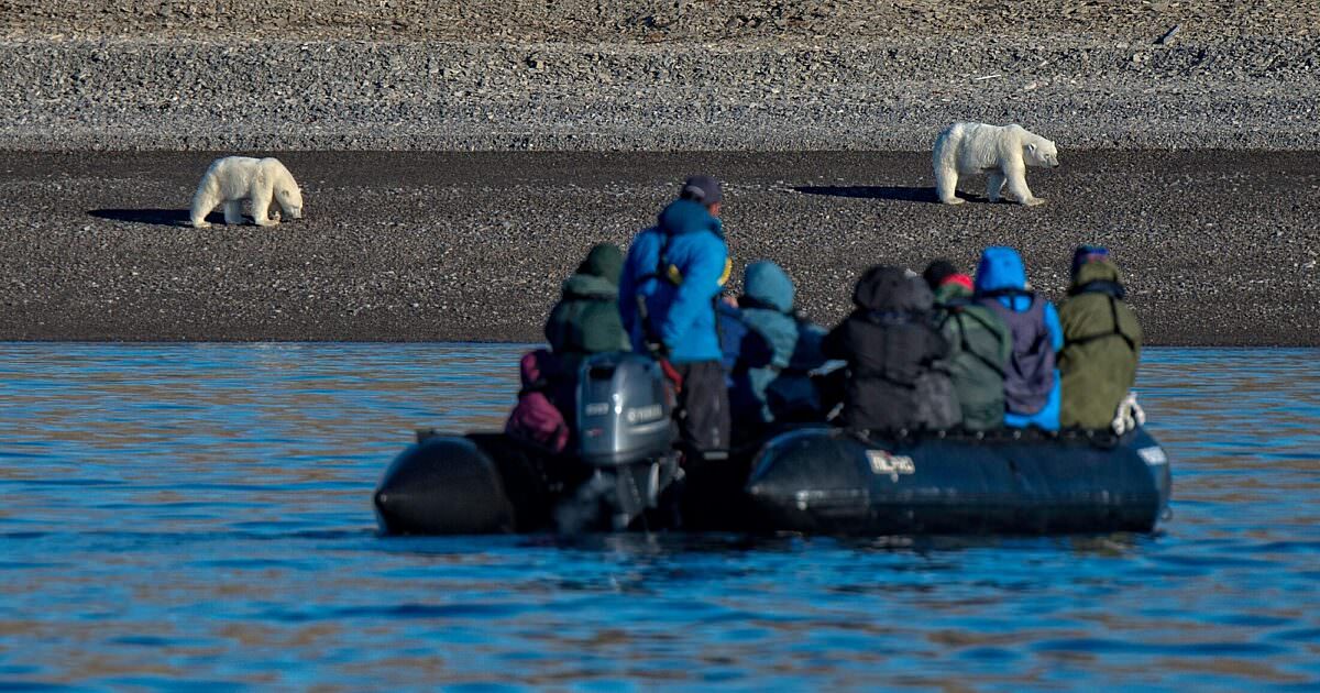 Meet the Arctic’s Five Most Charming Creatures | Adventure Canada