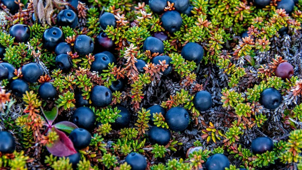 Fall in Love with Newfoundland | Adventure Canada