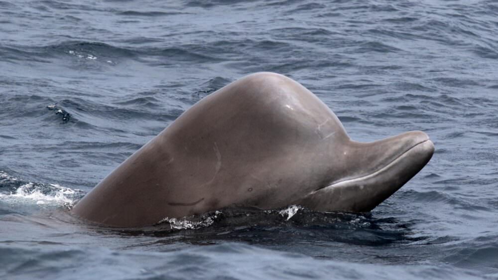 Whales of the North Atlantic | Adventure Canada