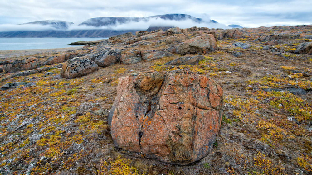 Arctic Wonders: Tiny Plants of the Tundra and How They Survive ...