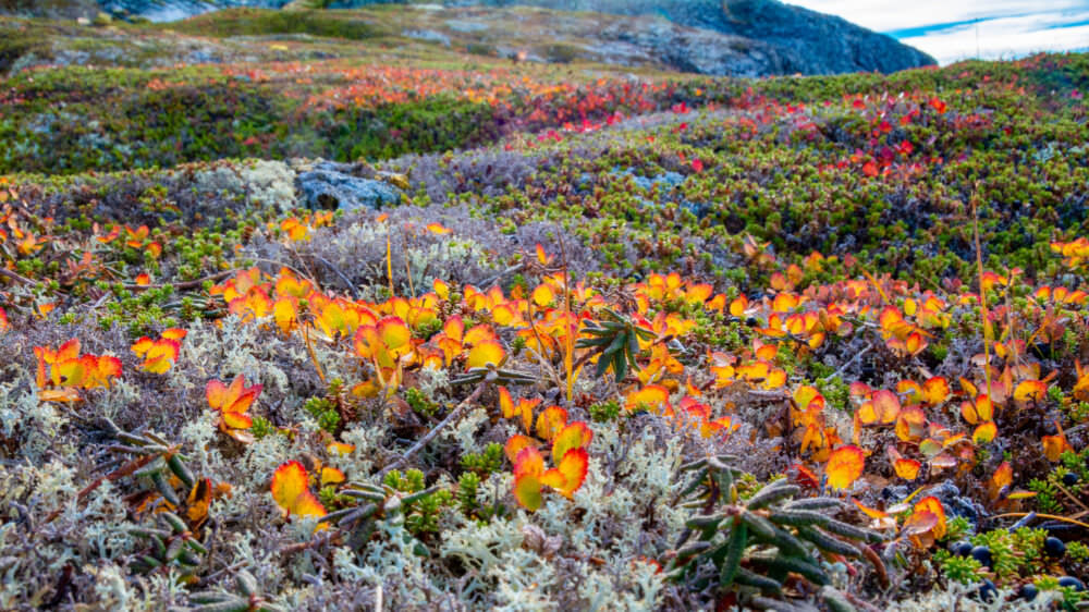 Arctic Wonders: Tiny Plants of the Tundra and How They Survive ...