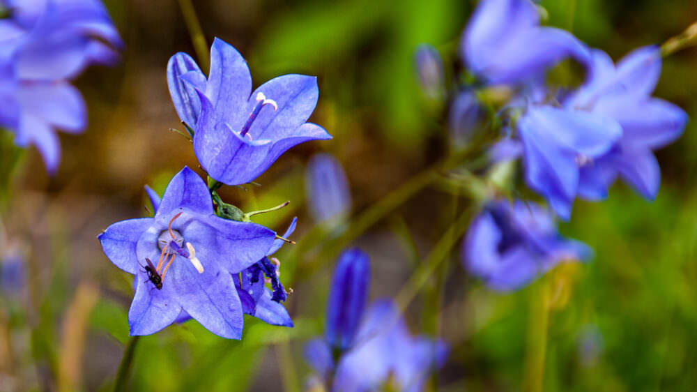 Arctic Wonders: Tiny Plants of the Tundra and How They Survive ...