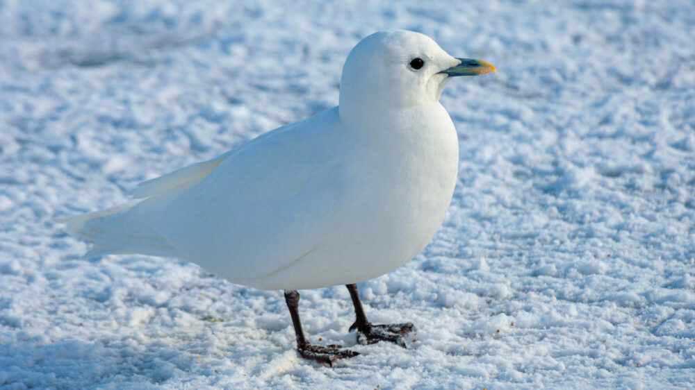 Coping with the Cold: Strategies of Arctic Birds and Mammals ...