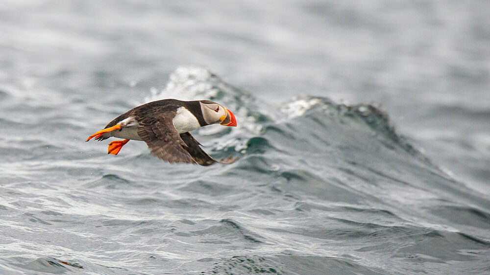 Uncovering the Many Layers of Staffa | Adventure Canada