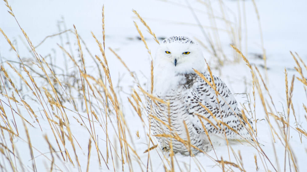 Coping with the Cold: Strategies of Arctic Birds and Mammals ...