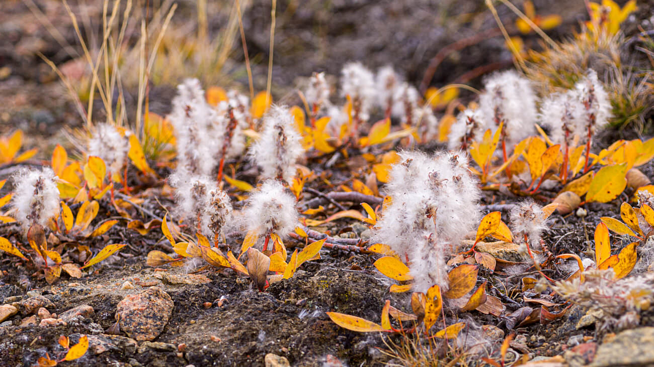 Arctic Wonders: Tiny Plants of the Tundra and How They Survive ...
