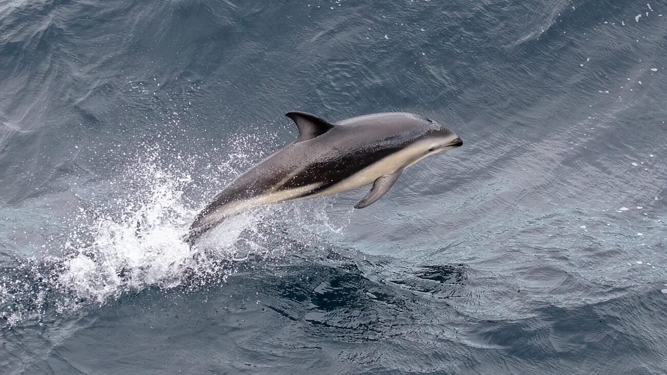 Whales and Dolphins You Can See on Your Antarctic Adventures ...