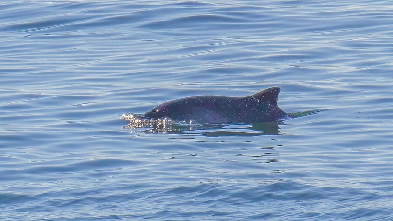 Dolphins & Porpoises of the North Atlantic | Adventure Canada