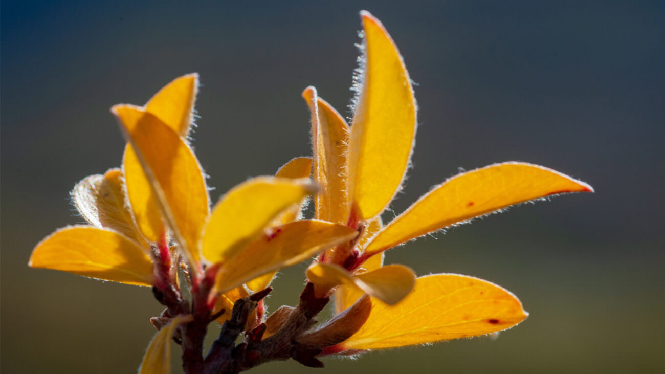 Ten Must-Dos and Must-Sees on Heart of the Arctic | Adventure Canada