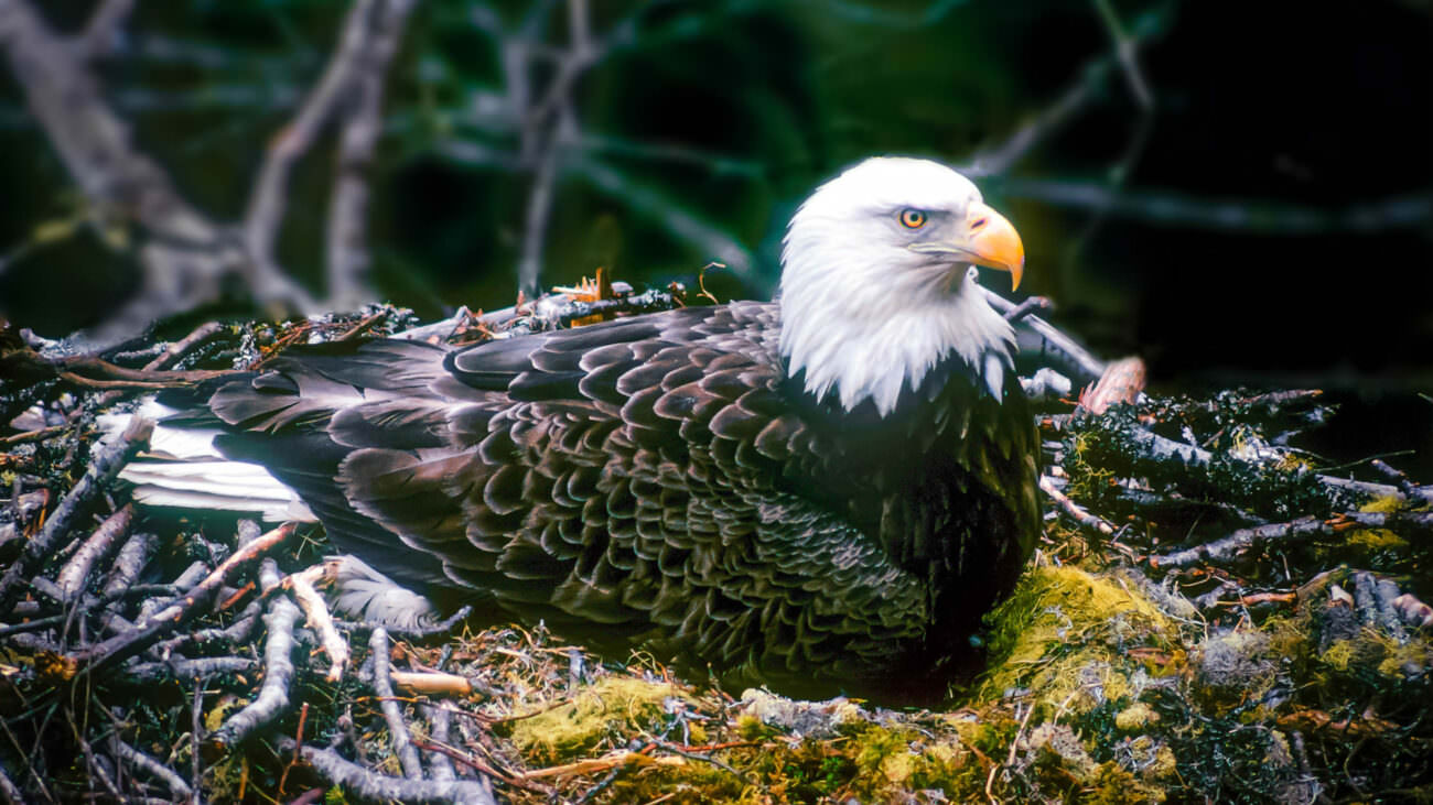 Eighteen Birds to Spot in Atlantic Canada | Adventure Canada