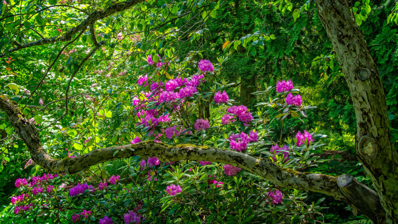 Jardins de Métis—Reford Gardens | Adventure Canada