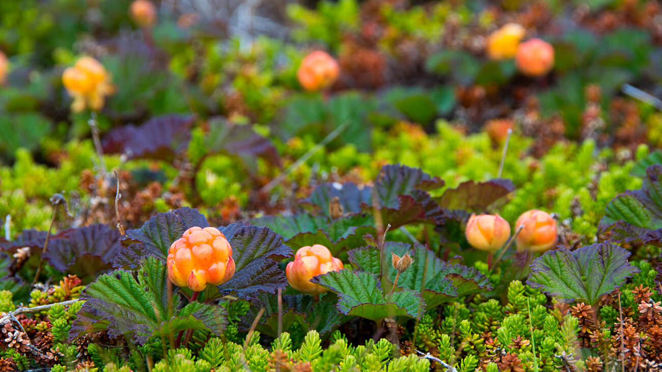 Arctic Wonders: Tiny Plants of the Tundra and How They Survive ...