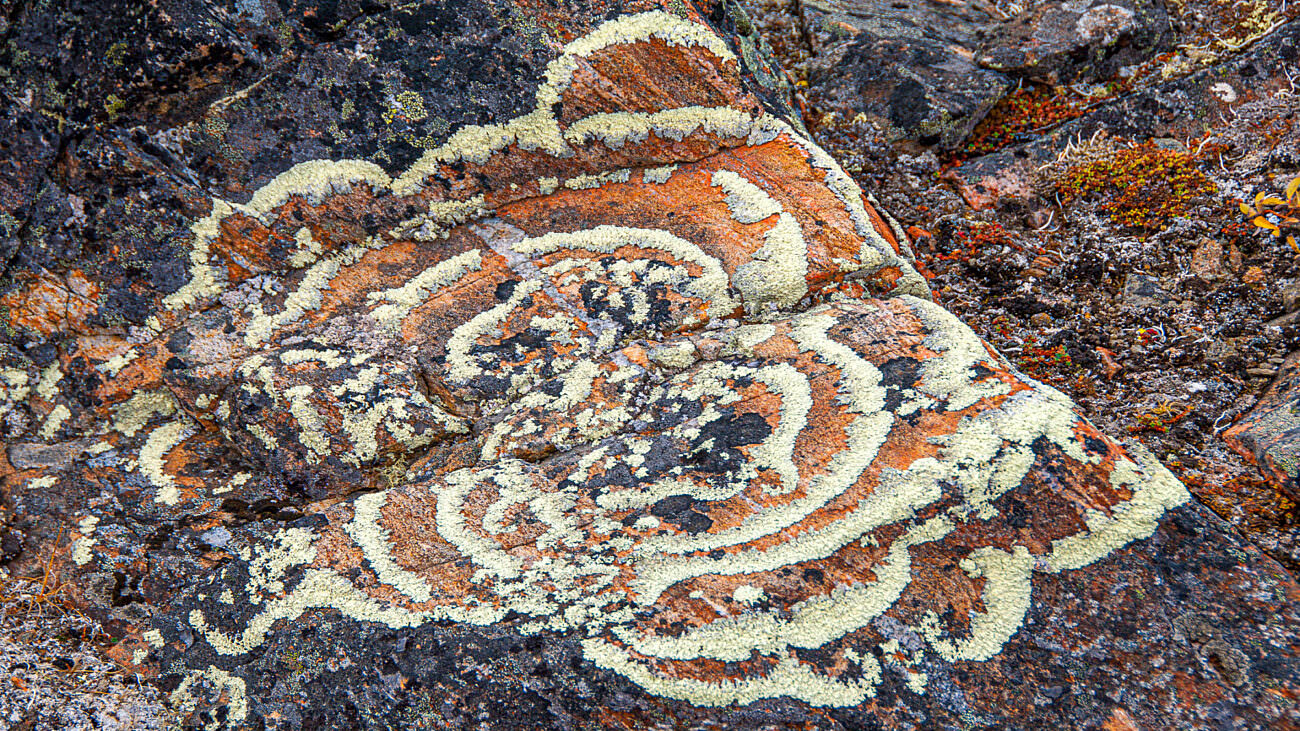 Arctic Wonders: Tiny Plants of the Tundra and How They Survive ...