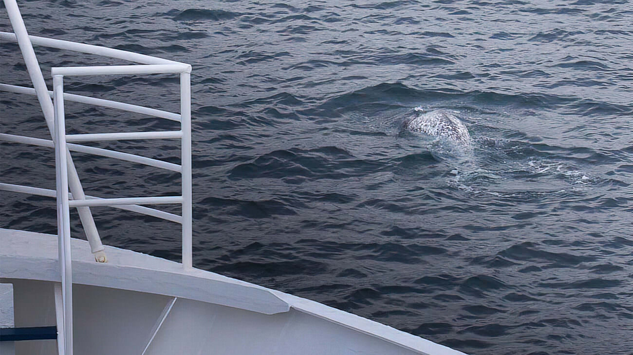 Narwhals: Mysterious Tusked Whales of the Arctic | Adventure Canada