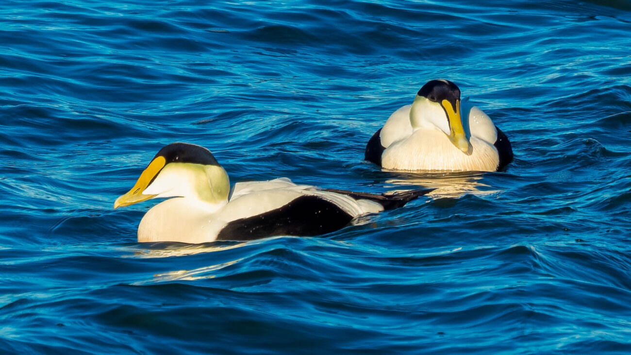 Eighteen Birds to Spot in Atlantic Canada | Adventure Canada