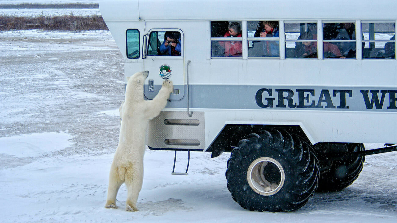 Polar Bears | Adventure Canada