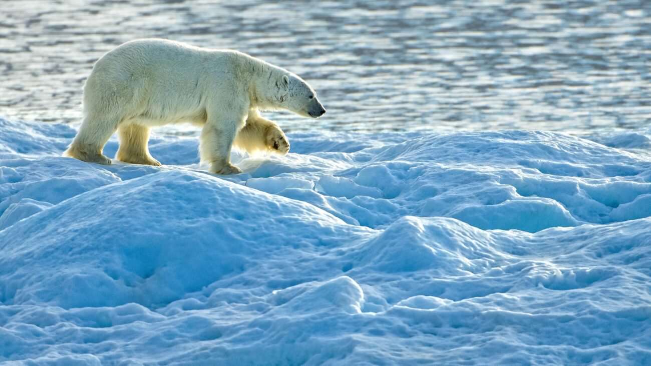Coping with the Cold: Strategies of Arctic Birds and Mammals ...