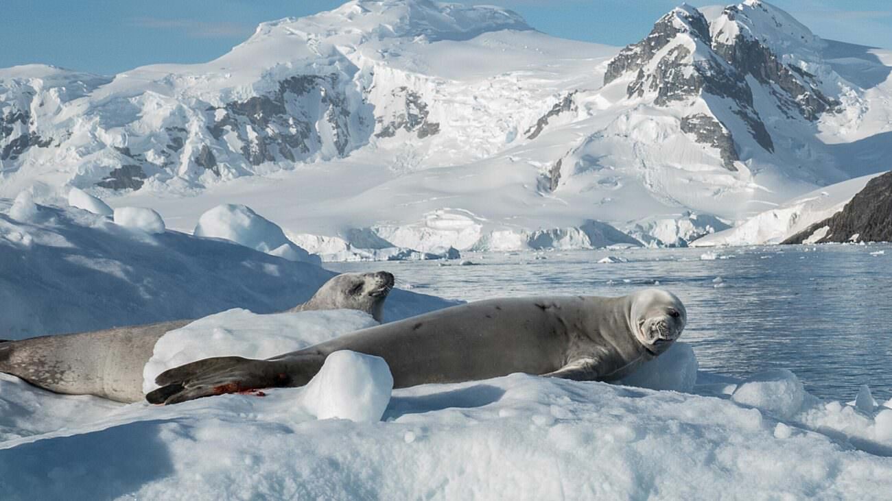 five-seals-waiting-for-you-in-antarctica-adventure-canada