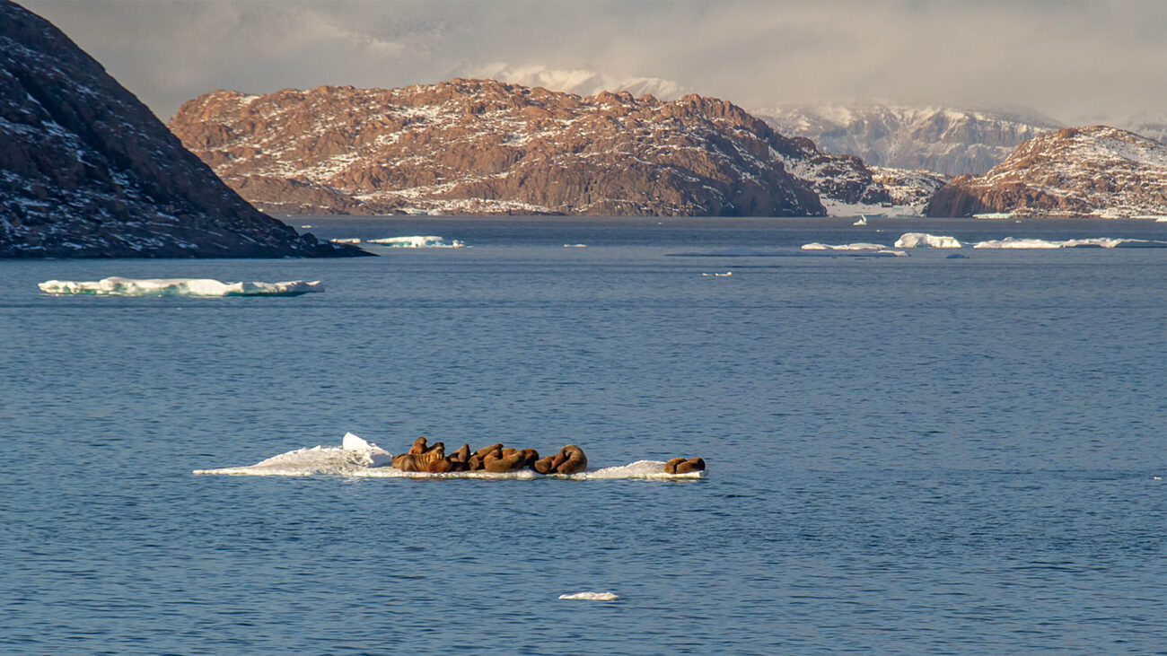 All About Walrus | Adventure Canada