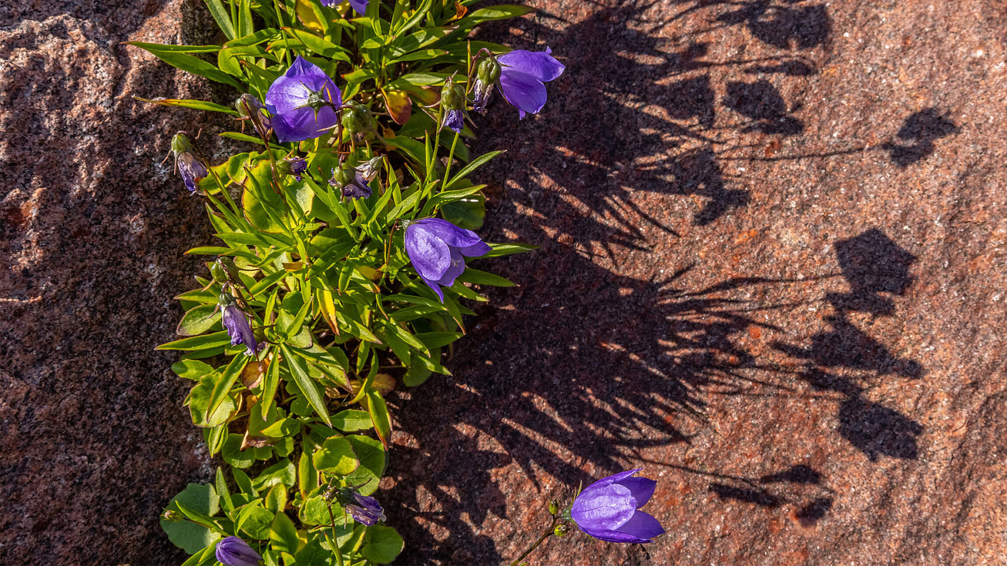 Exploring My Atlantic Home | Adventure Canada